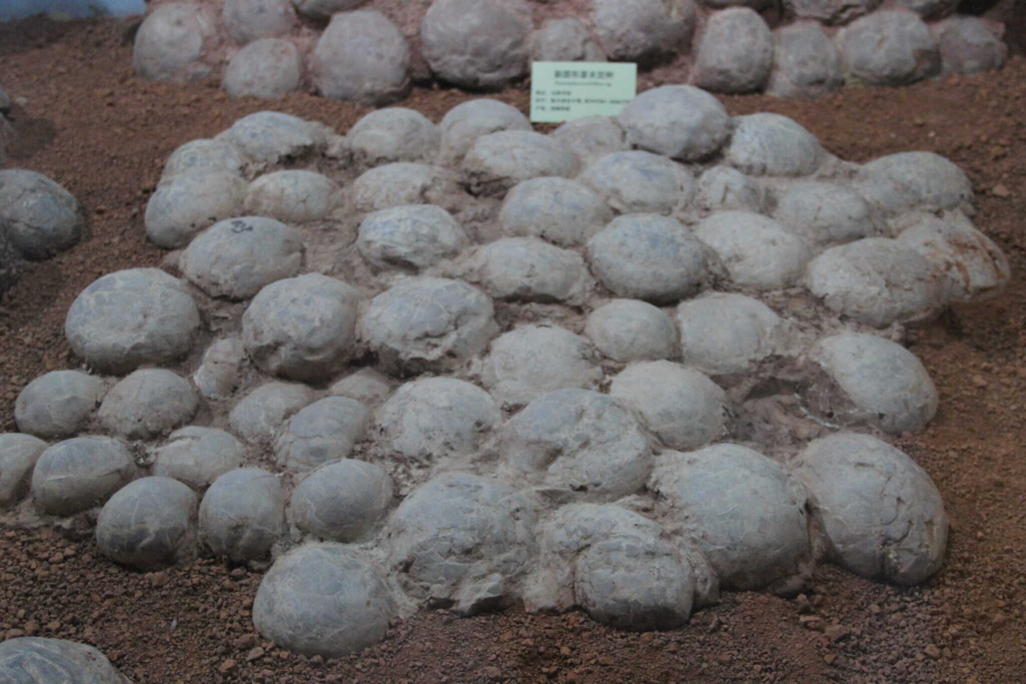 A Fossilized Dino Nest Was Found Intact - Animals Around The Globe