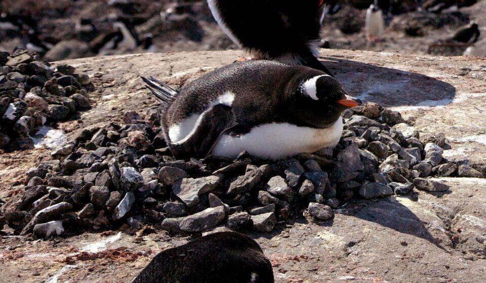 Penguins Propose With Pebbles - Animals Around The Globe