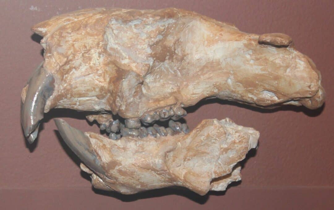 Sabertooth Bones Discovered in Wyoming