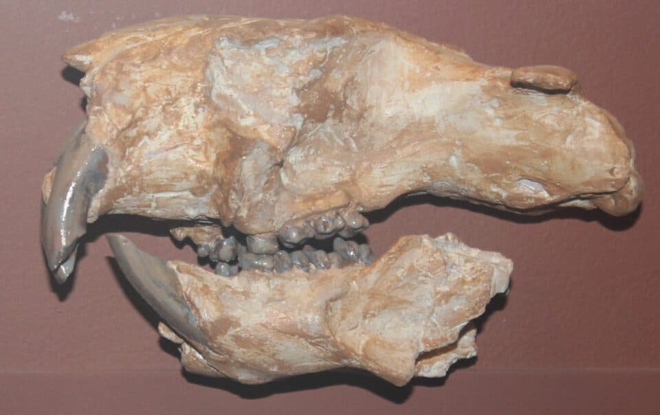 Sabertooth Bones Discovered in Wyoming