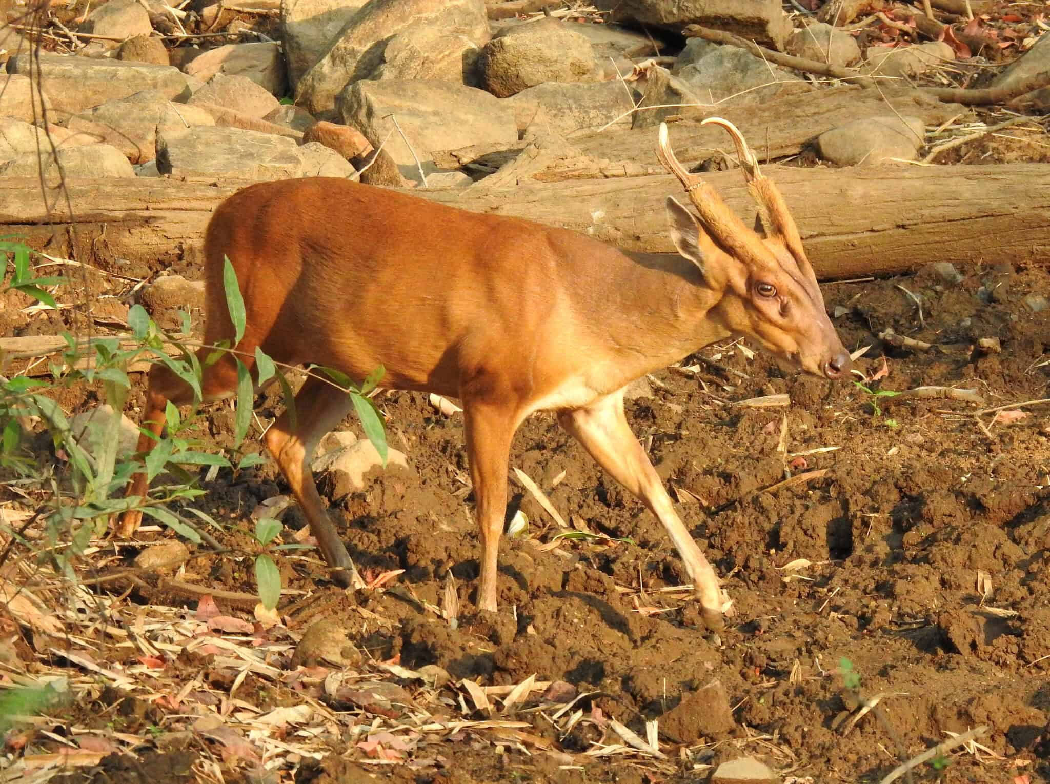 The Secret Life of the Saola: Asia’s Hidden "Unicorn" - Animals Around ...