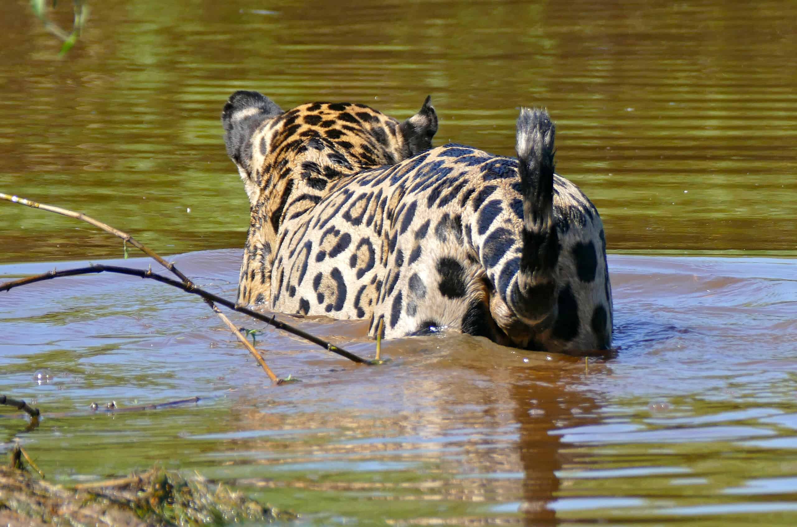 12 Amazing Animals You Can See in Colombia - Animals Around The Globe