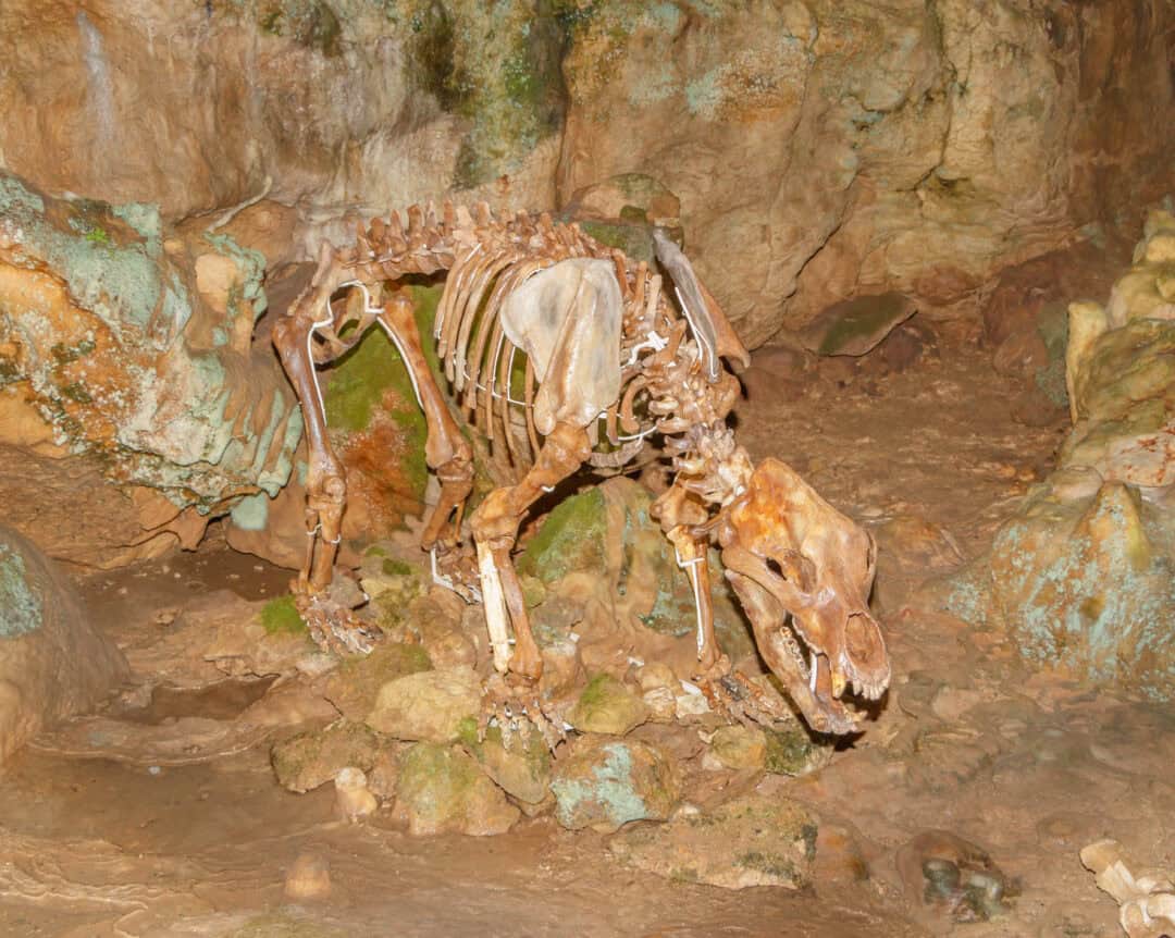An Ice Age Bear Skull Found in a Cave