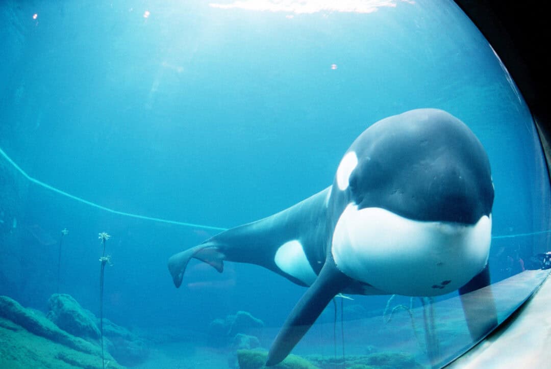 The Truth About Orca “Gangs” Raiding Sea Lion Colonies - Animals Around ...