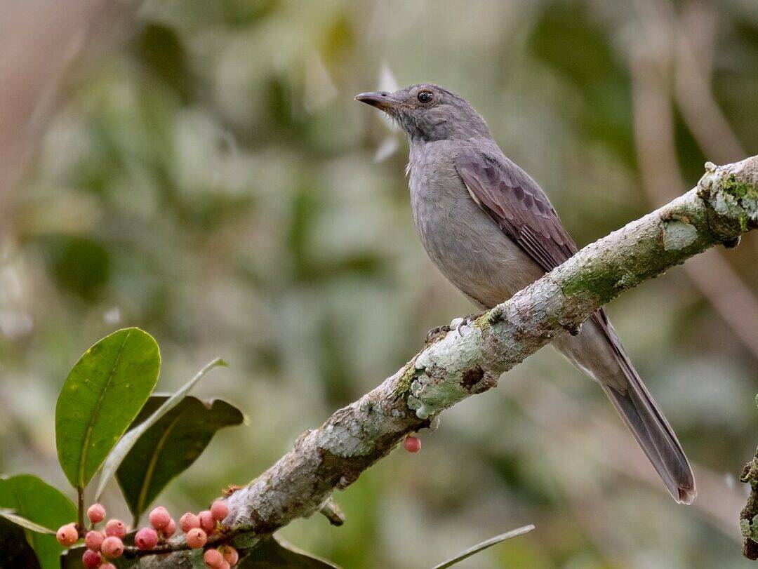12 Birds With the Most Unique Calls - Animals Around The Globe