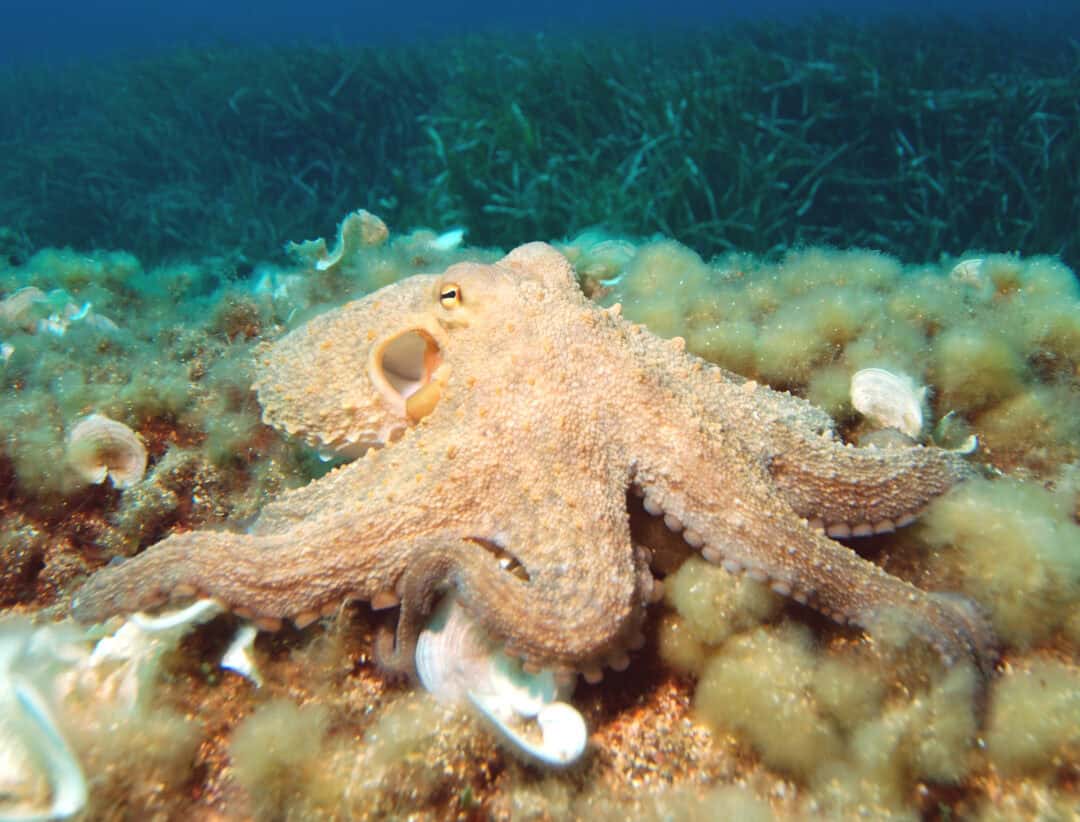 U.S. Scientists Map the Brain of an Octopus