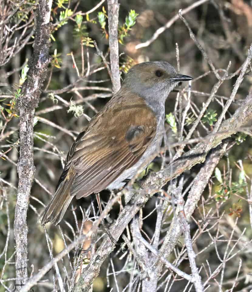 Meet the Rare Birds That Thrive Across the Hawaiian Islands - Animals ...