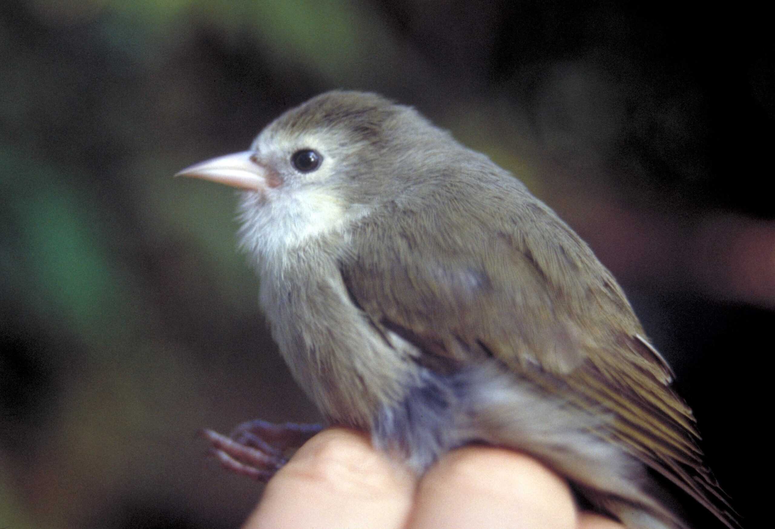 Meet the Rare Birds That Thrive Across the Hawaiian Islands - Animals ...