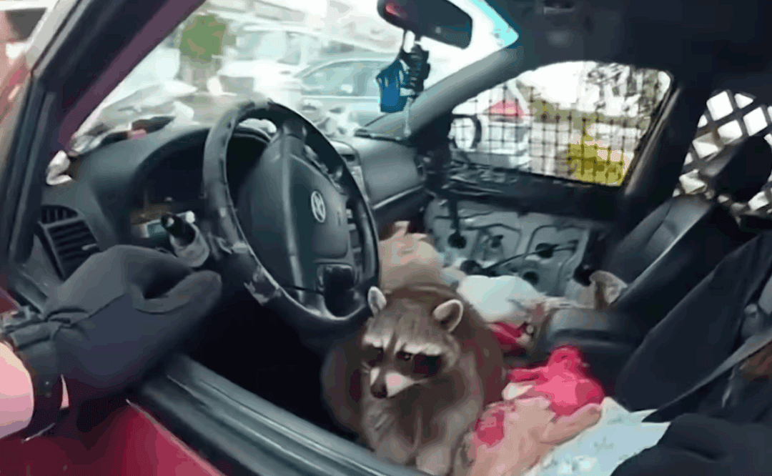 Raccoon Caught Holding Meth Pipe During Ohio Traffic Stop Becomes Viral ...