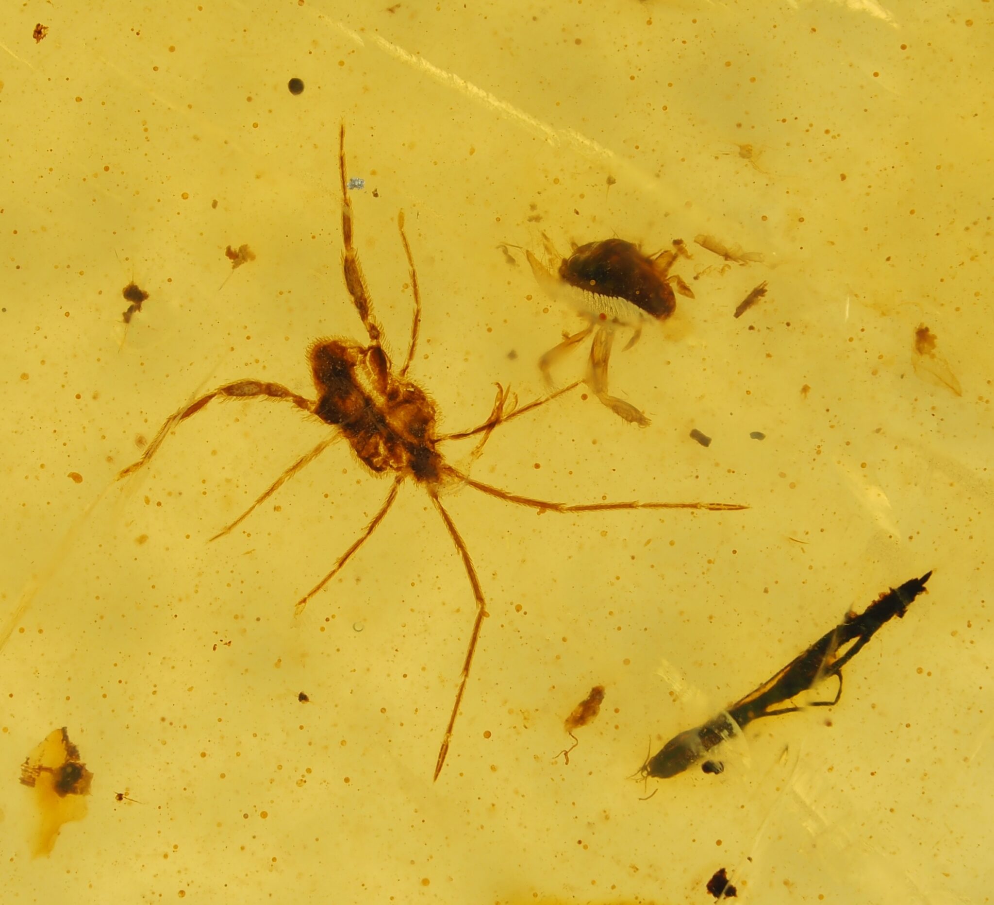 A 100-Million-Year-Old Spider Was Found