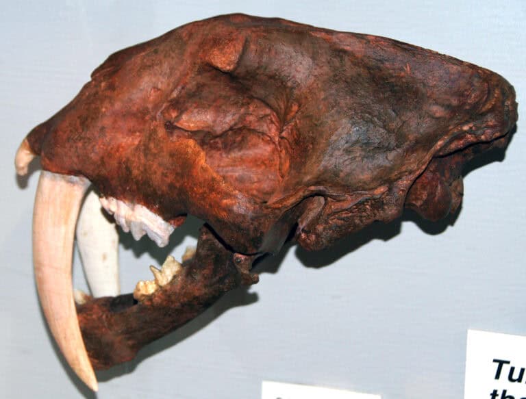 The Wildlife Truth Behind Ice Age's Scrat and His Acorn - Animals ...