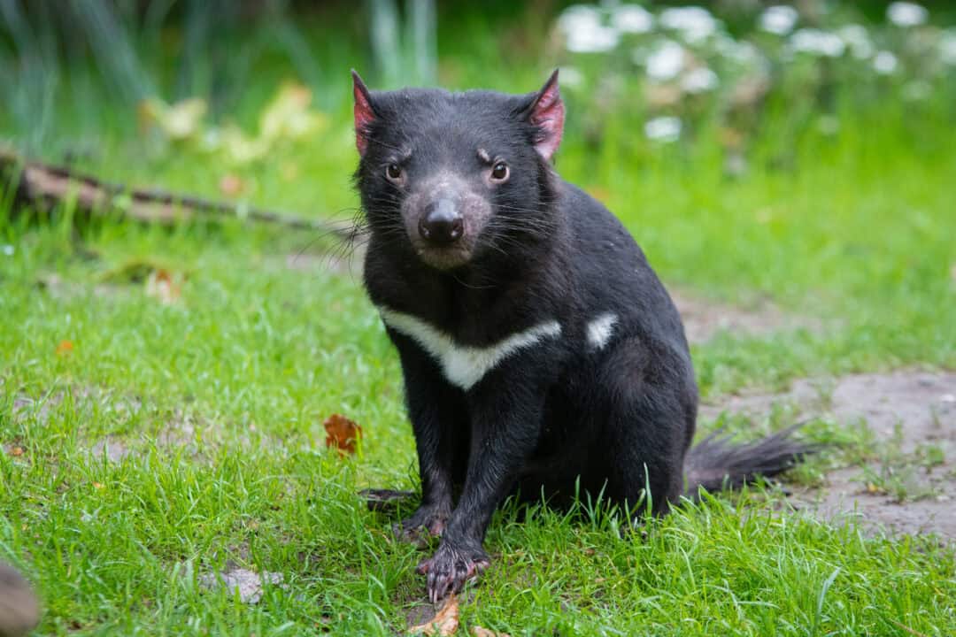 13 Strongest Bites in the Animal World - Animals Around The Globe