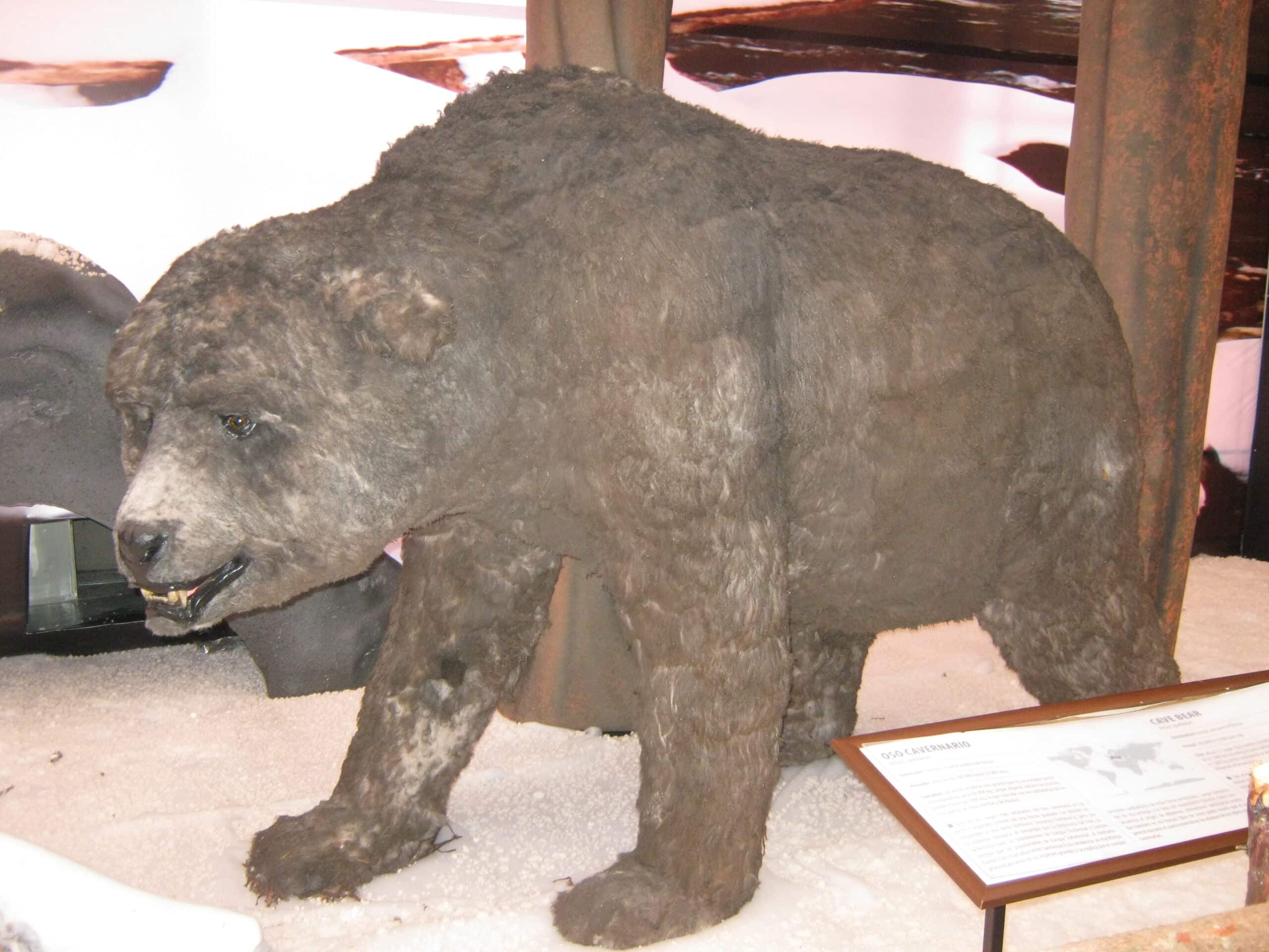 An Ice Age Bear Skull Found in a Cave