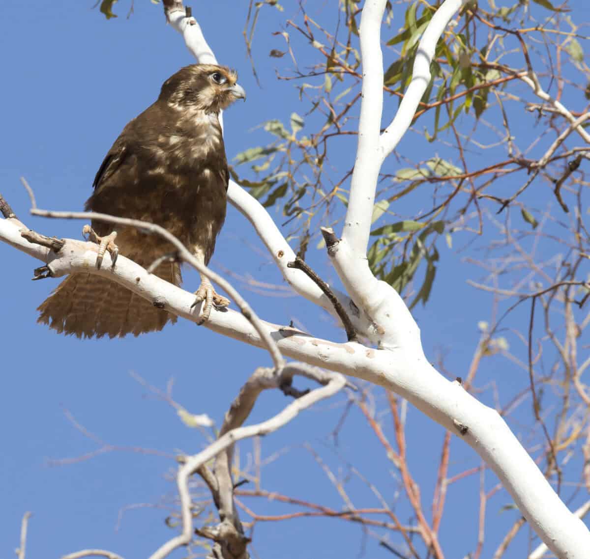 This Bird Sets Forests on Fire