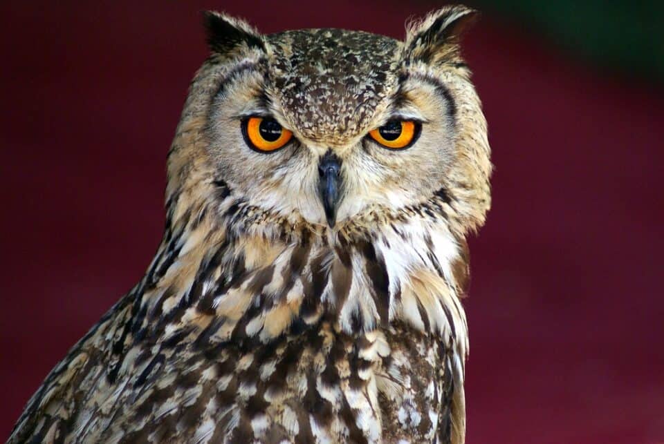 The Science Behind the Owl’s Asymmetrical Ears