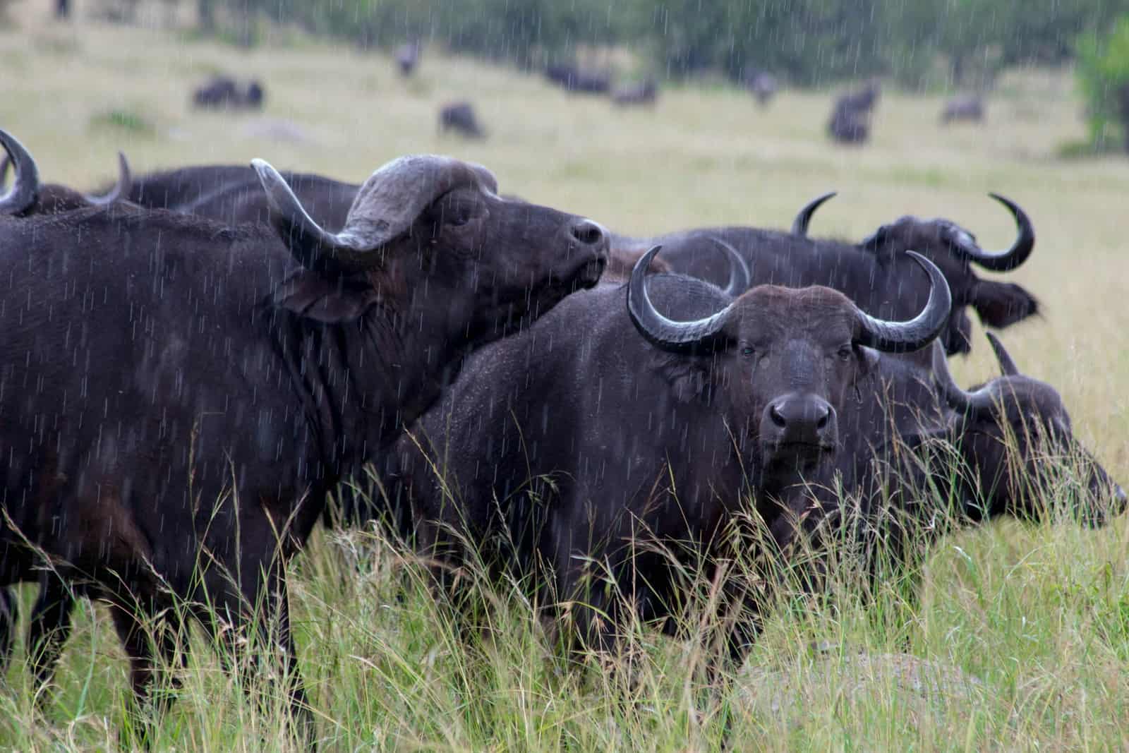 Crocodile vs. Buffalo: Nature’s Most Brutal Standoff - Animals Around ...
