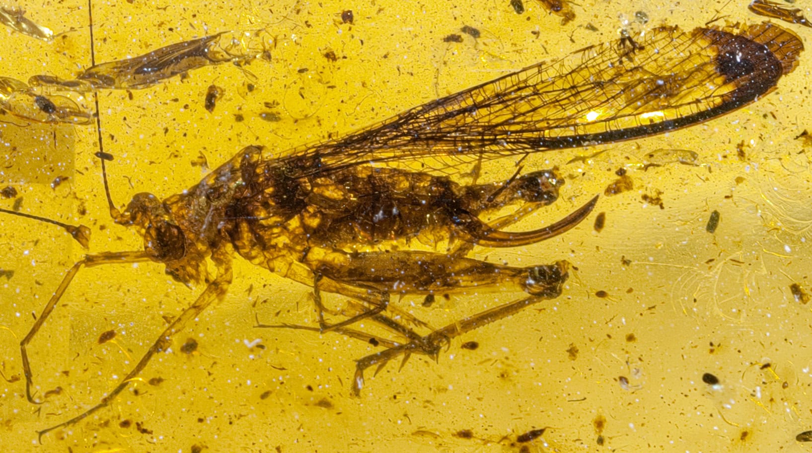 A 100-Million-Year-Old Spider Was Found