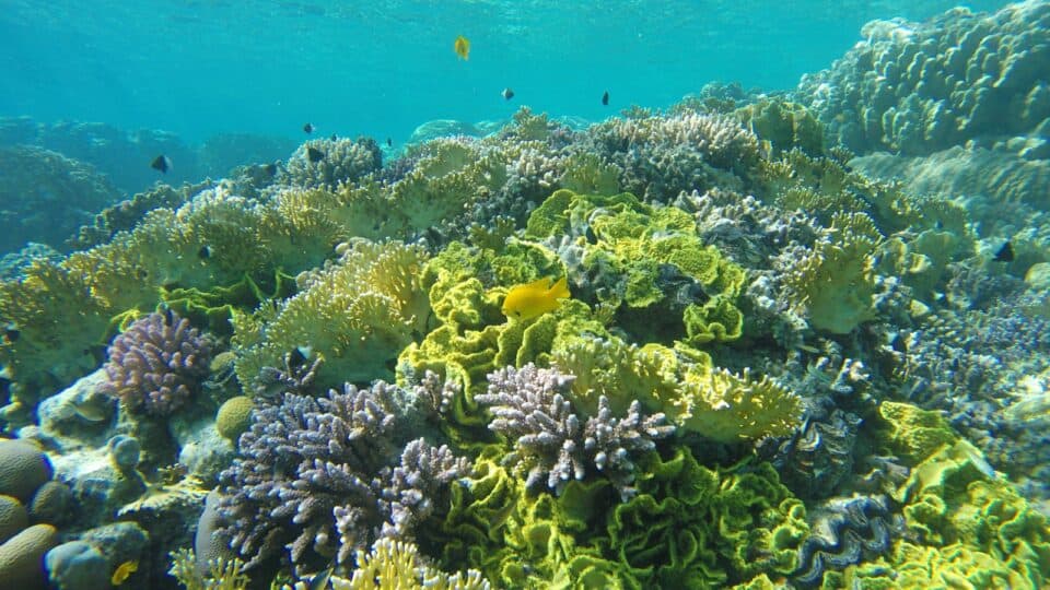 What Happens If Coral Reefs Collapse Completely - Animals Around The Globe