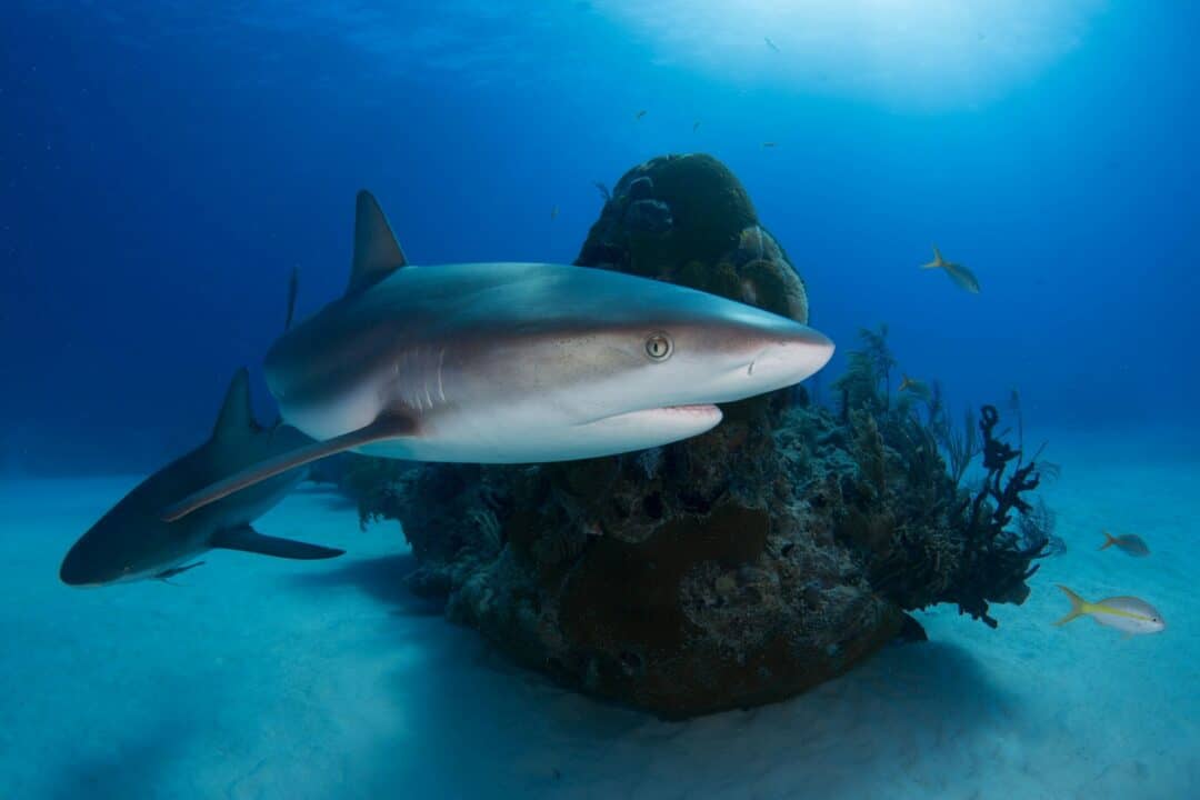 13 Animals That Never Stop Moving During Their Lifetime - Animals ...