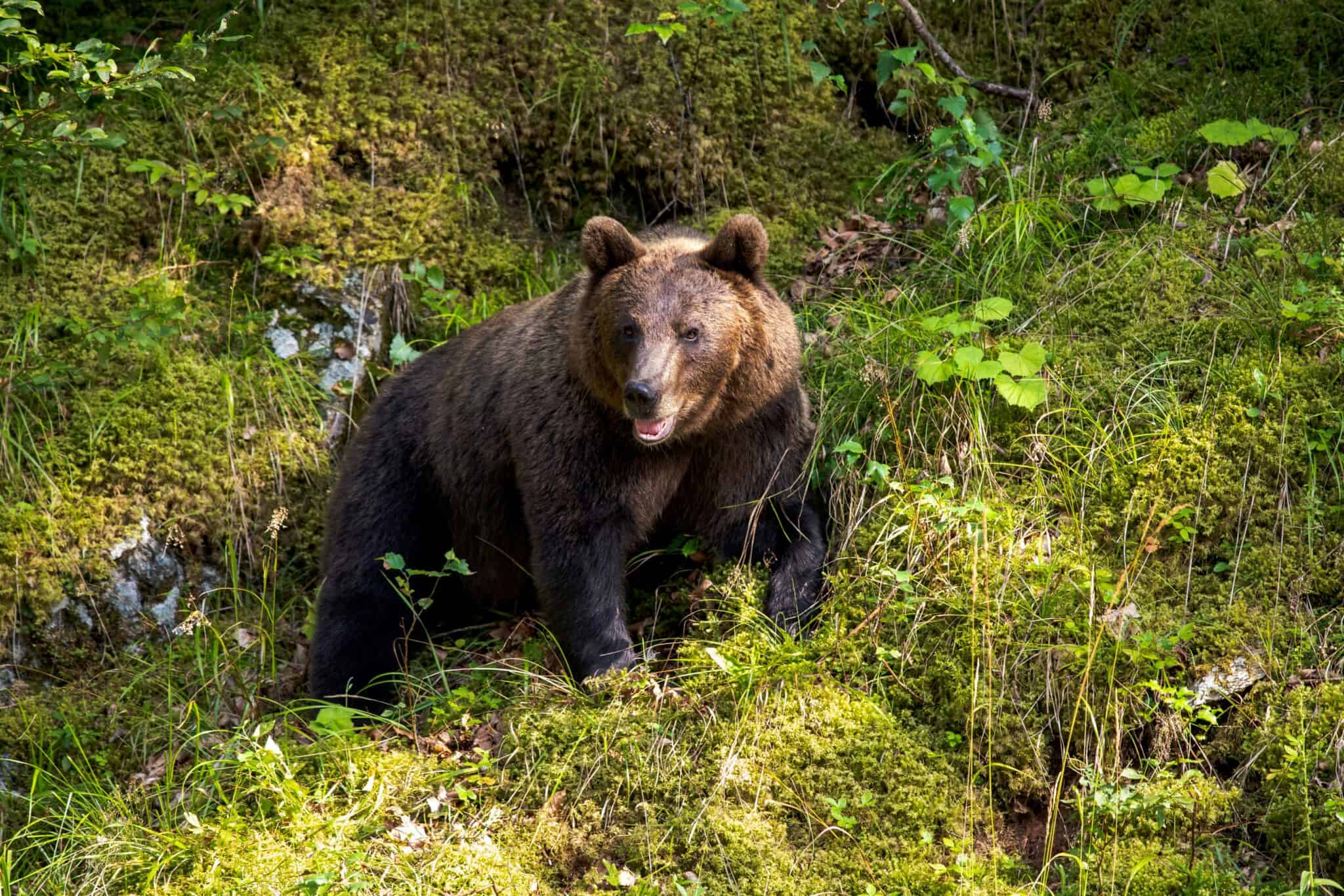 10 Spots in Alaska to See Wild Bears Catching Salmon - Animals Around ...