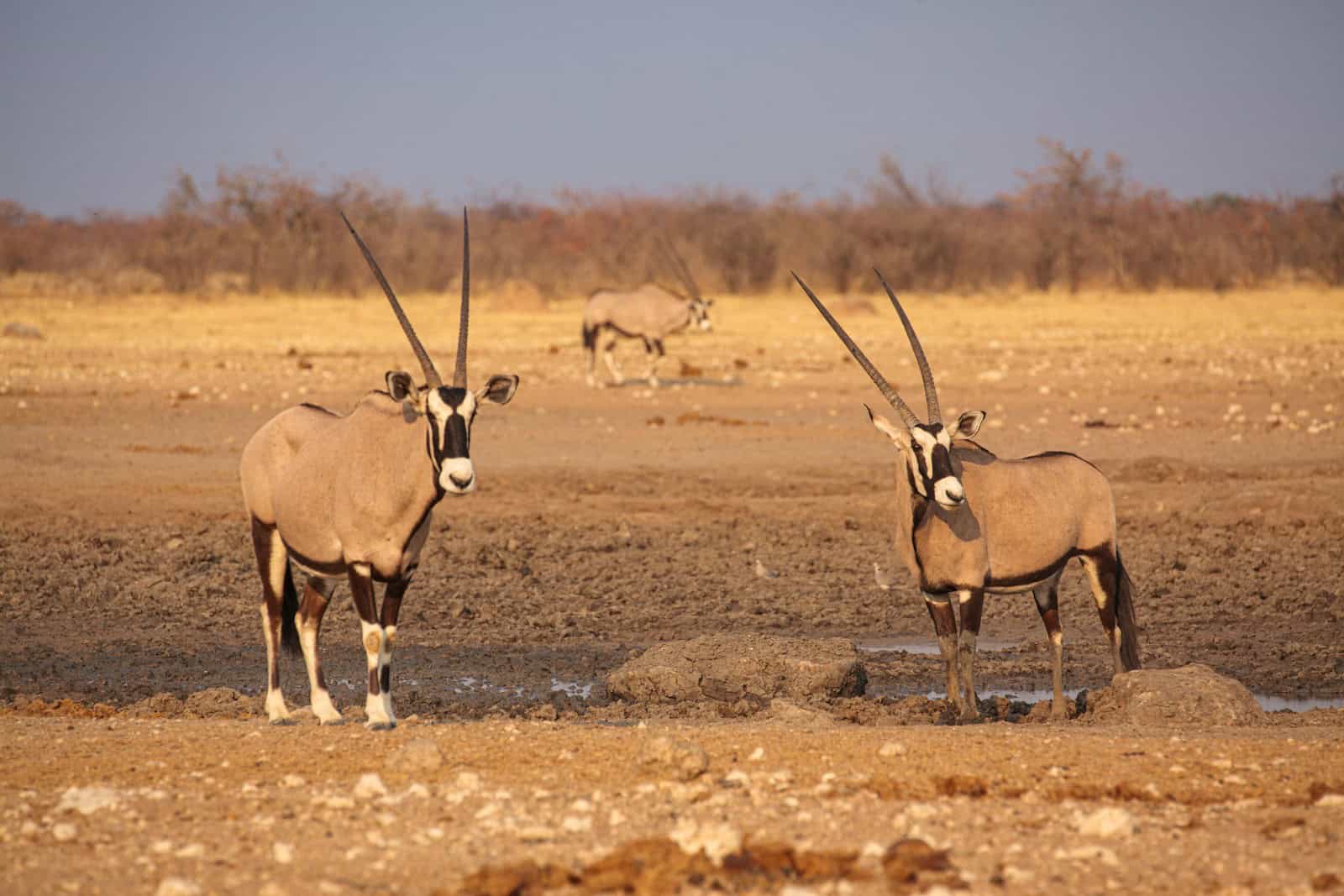 This Antelope Outran Extinction in the Wild
