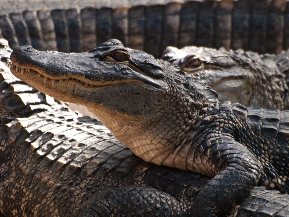 What Happens If an Alligator Crosses Paths With a Human