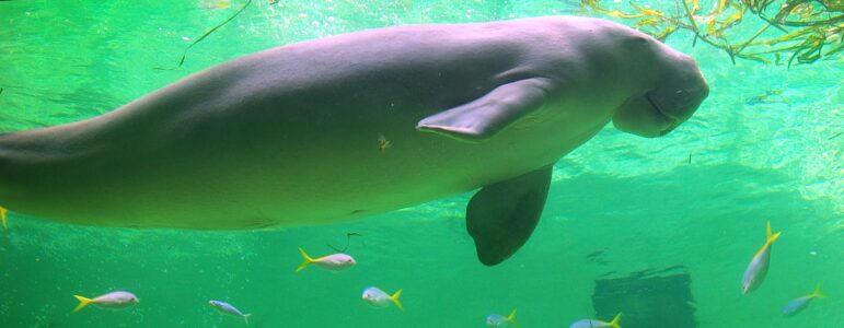 Dugongs and Their Slow Mating Rituals in the Ocean - Animals Around The ...