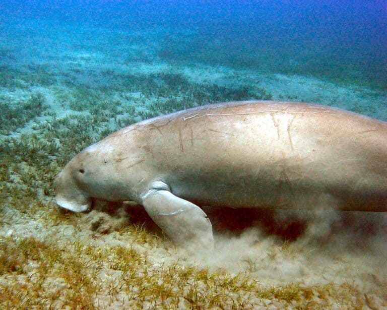 Dugongs and Their Slow Mating Rituals in the Ocean - Animals Around The ...