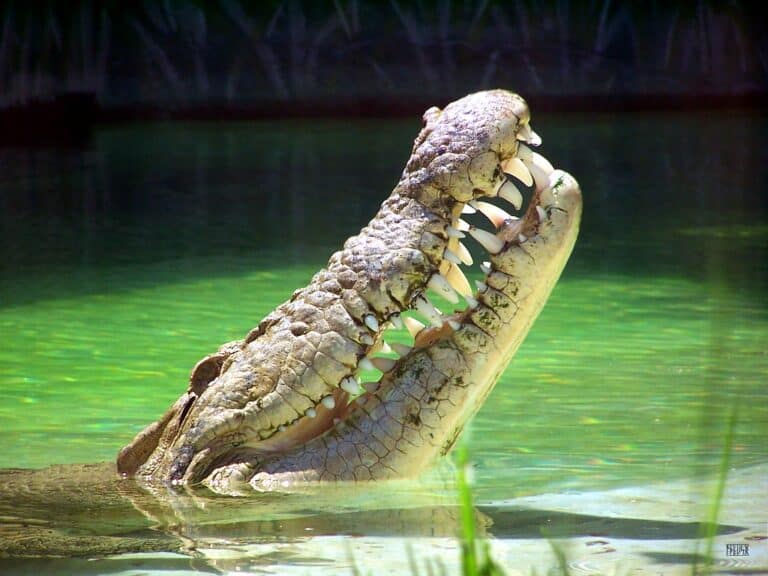 The Animal With the Most Teeth - Animals Around The Globe