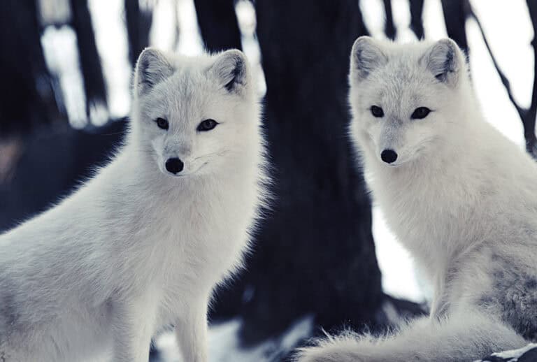 How Arctic Foxes Use Their Ears to Locate Hidden Prey Under Snow ...