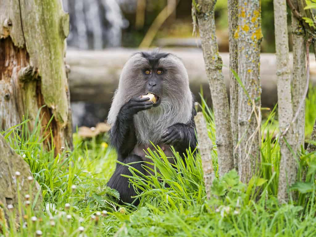 Surprising Foods Wild Animals Have Learned to Eat - Animals Around The ...