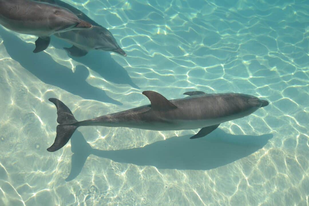 15 Fascinating Facts About Bottlenose Dolphins - Animals Around The Globe