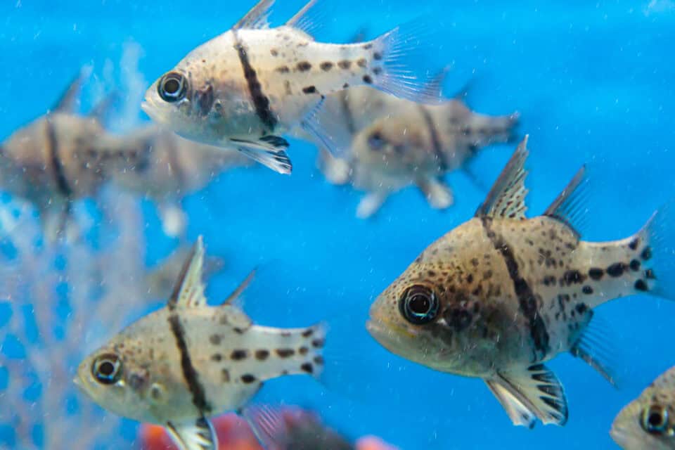 This Fish Has Transparent Skin - Animals Around The Globe