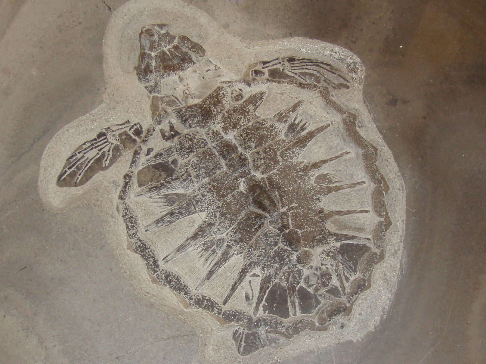 The Most Incredible Fossil Discoveries You Can See Today - Animals ...