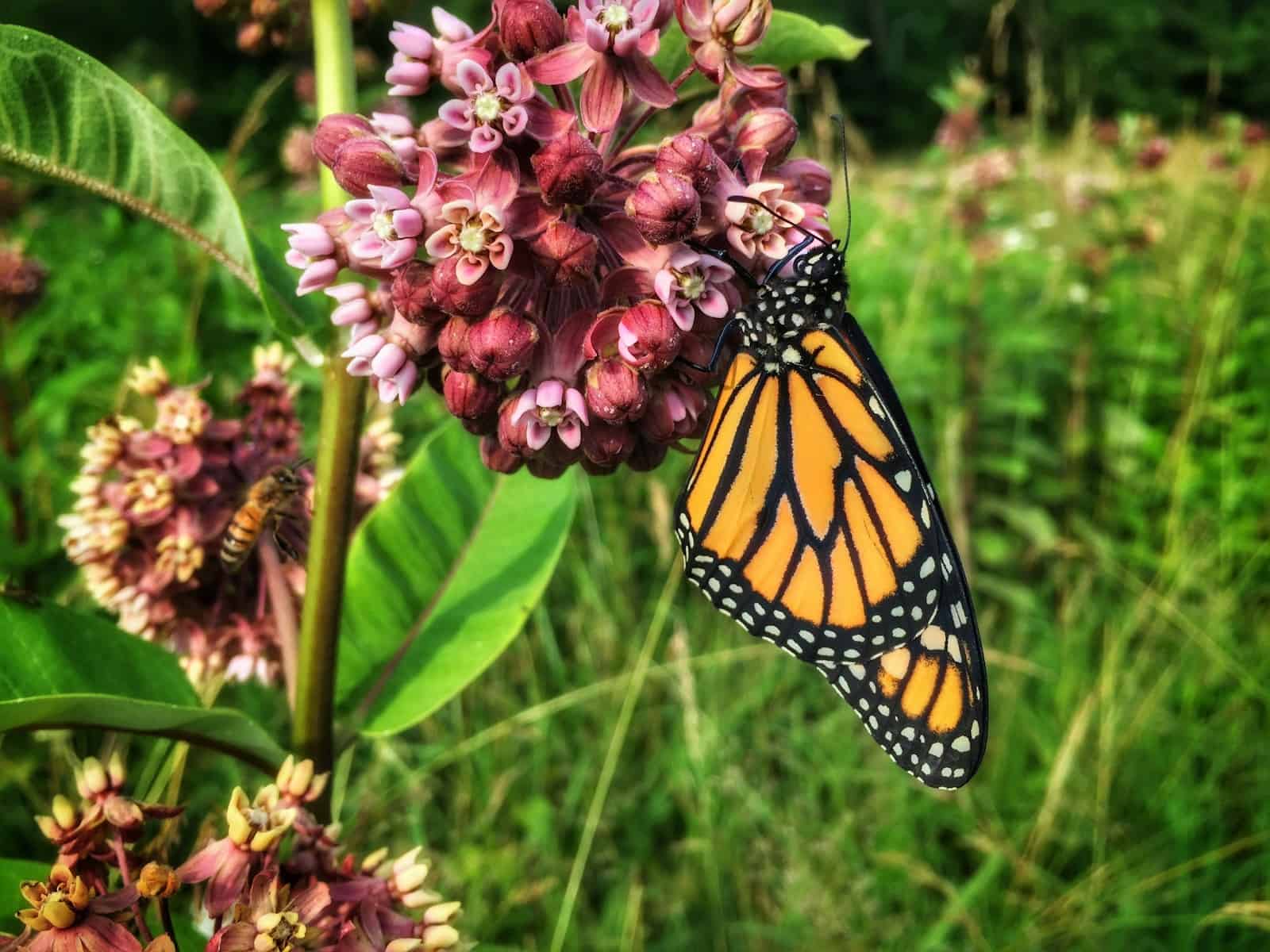 This Butterfly Tastes With Its Feet - Animals Around The Globe