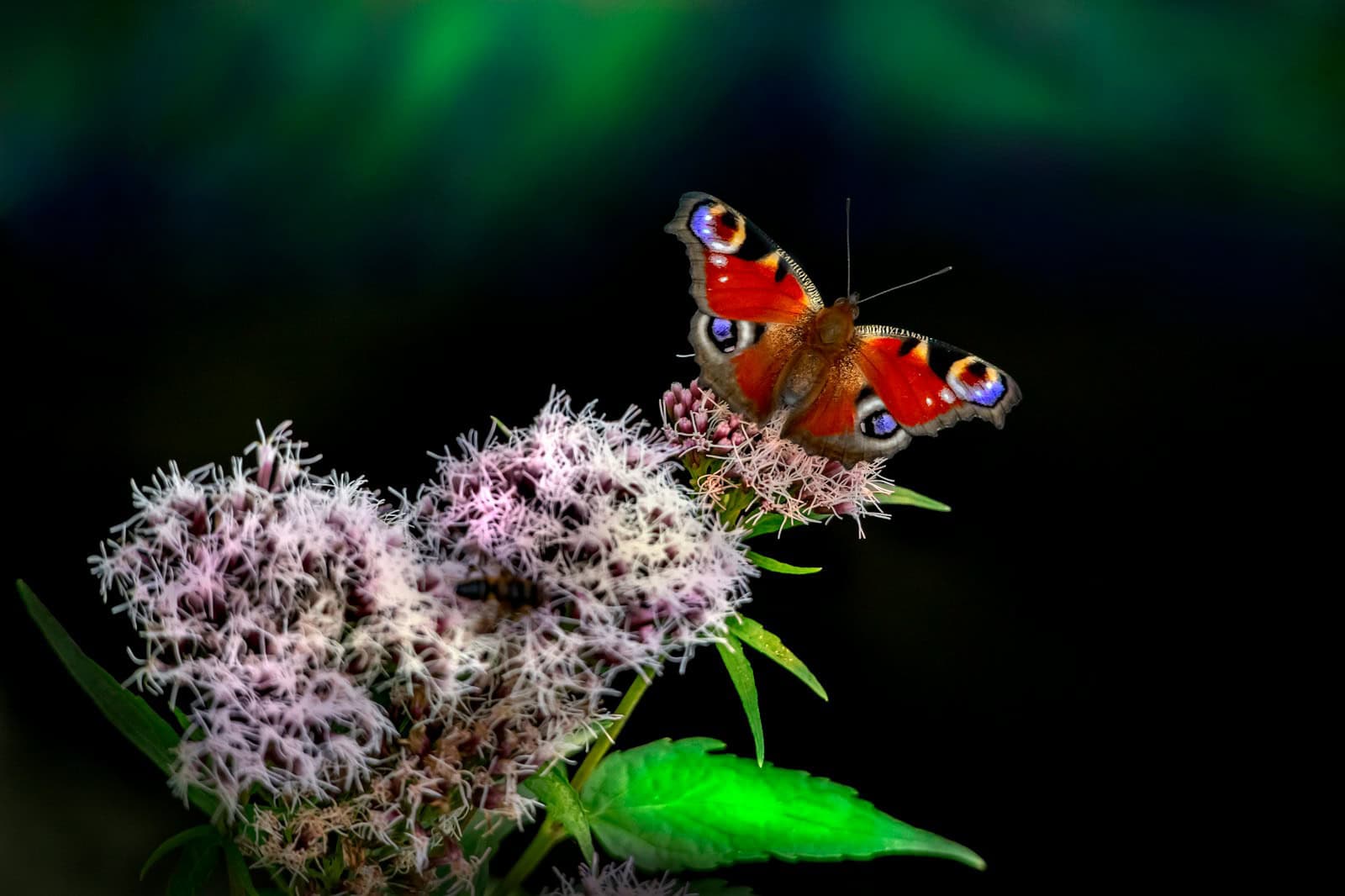This Butterfly Tastes With Its Feet - Animals Around The Globe