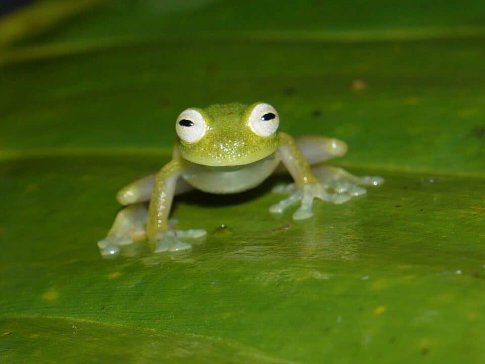 12 Amazing Animals You Can See in Colombia - Animals Around The Globe