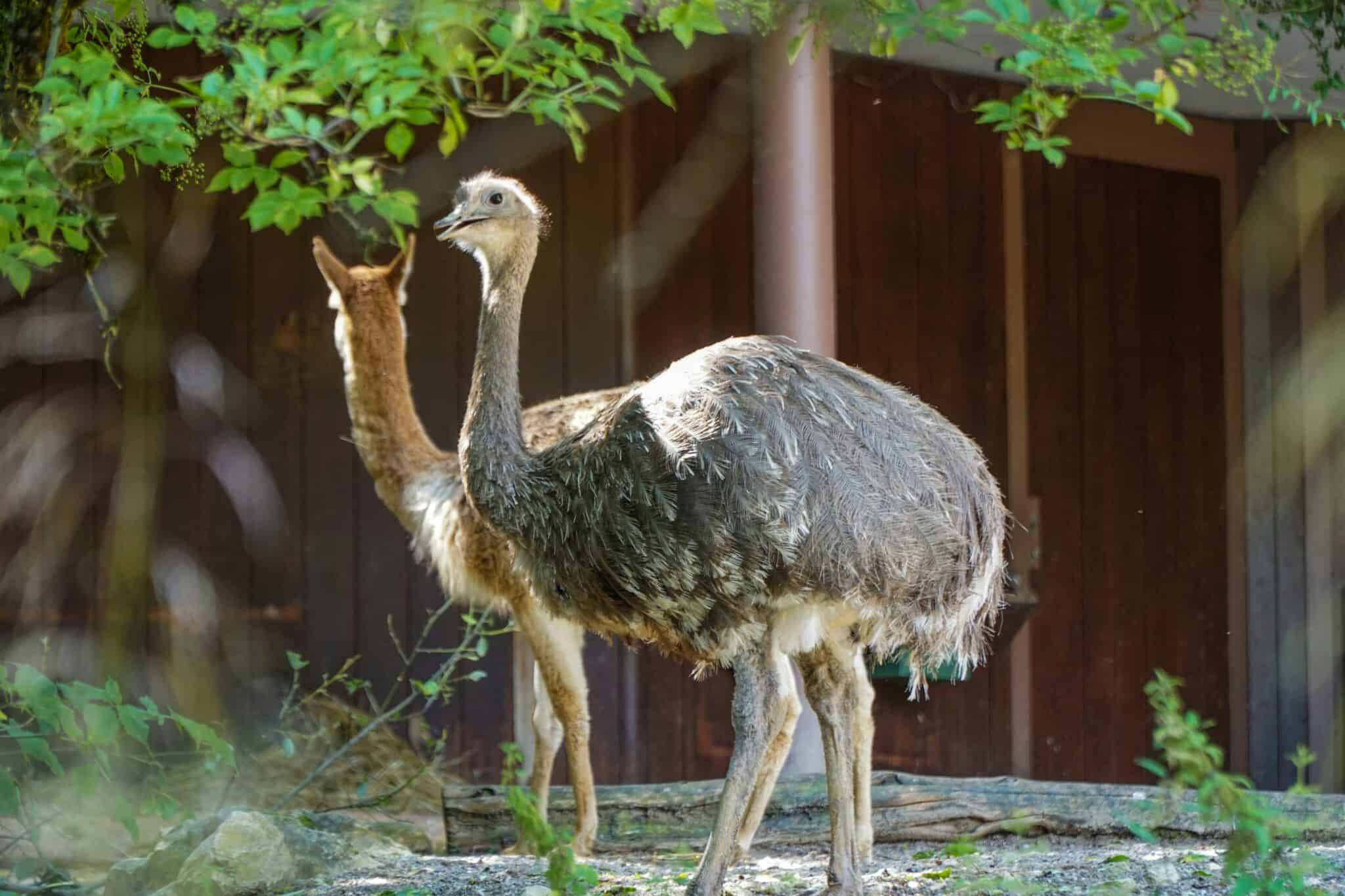Dr. Oz Offers Florida Ranch to Save Canadian Ostriches