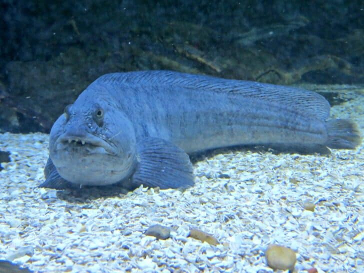 This Fish Has the Most Teeth in the Ocean—And Uses Them Well - Animals ...