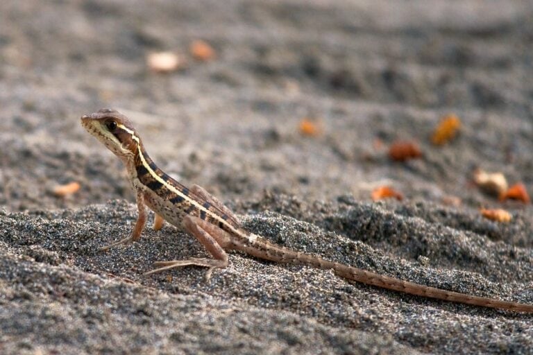 A Lizard Has the Same Gait as Velociraptors - Animals Around The Globe