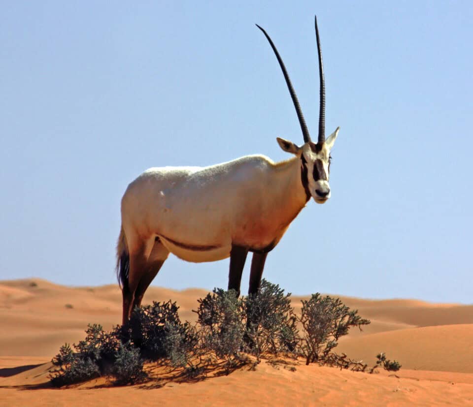 This Antelope Outran Extinction in the Wild