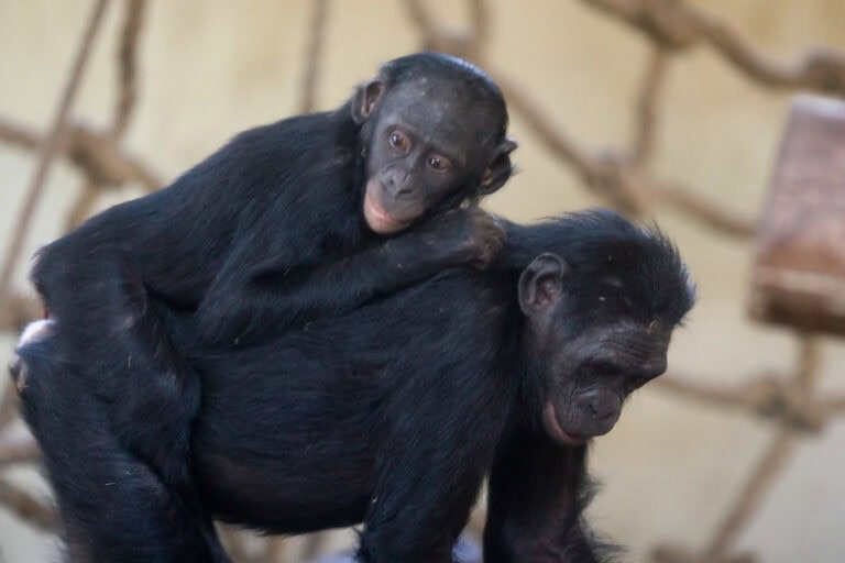 The Bonobos That Challenge Our Understanding of Cooperation
