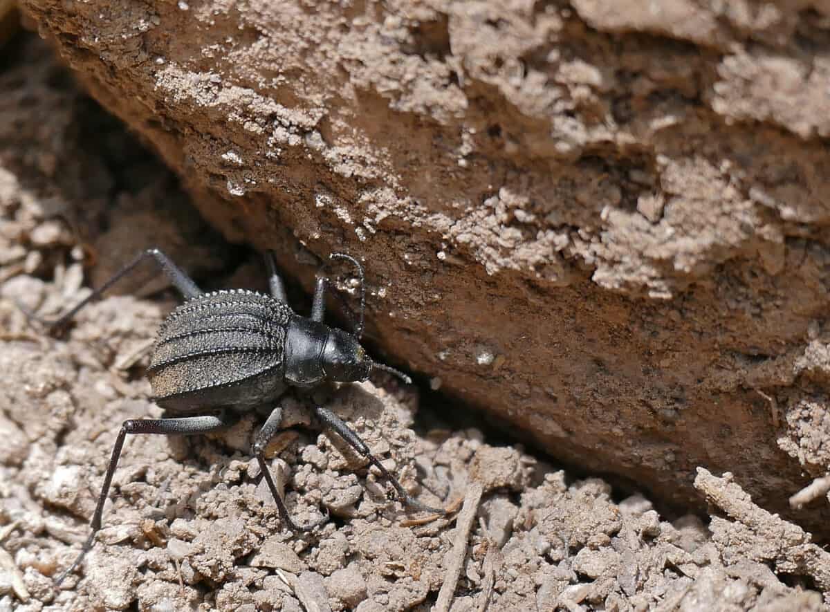 The Animal That Drinks Fog