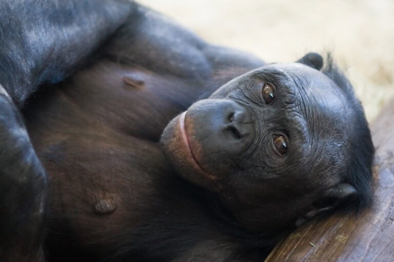The Bonobos That Challenge Our Understanding of Cooperation