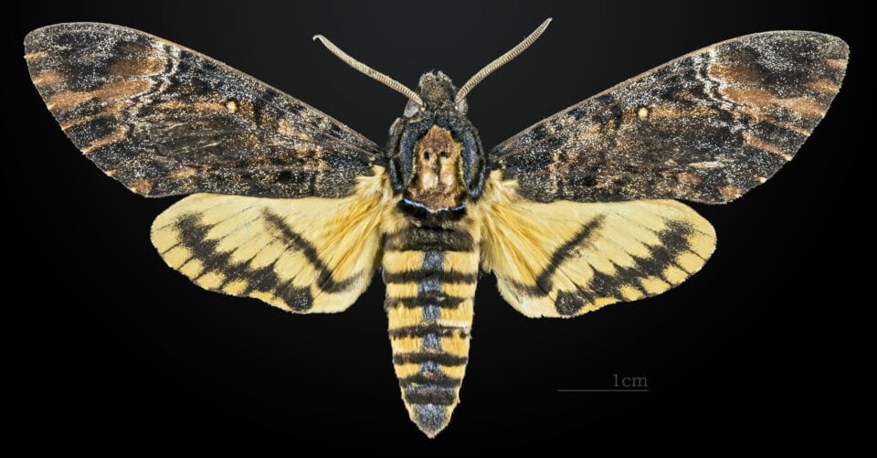 This Moth Mimics a Snake - Animals Around The Globe