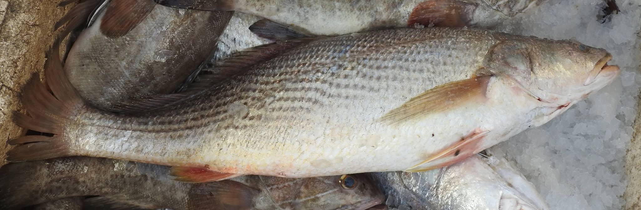 The Loudest Fish Lives Off U.S. Shores - Animals Around The Globe