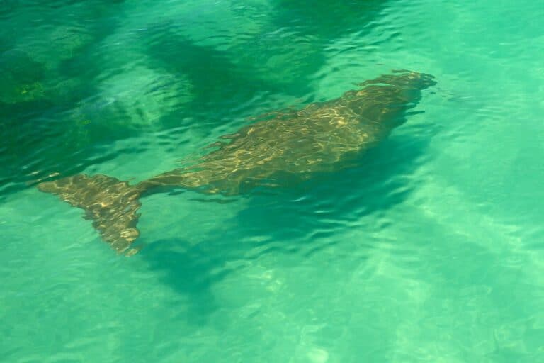 Dugongs and Their Slow Mating Rituals in the Ocean - Animals Around The ...