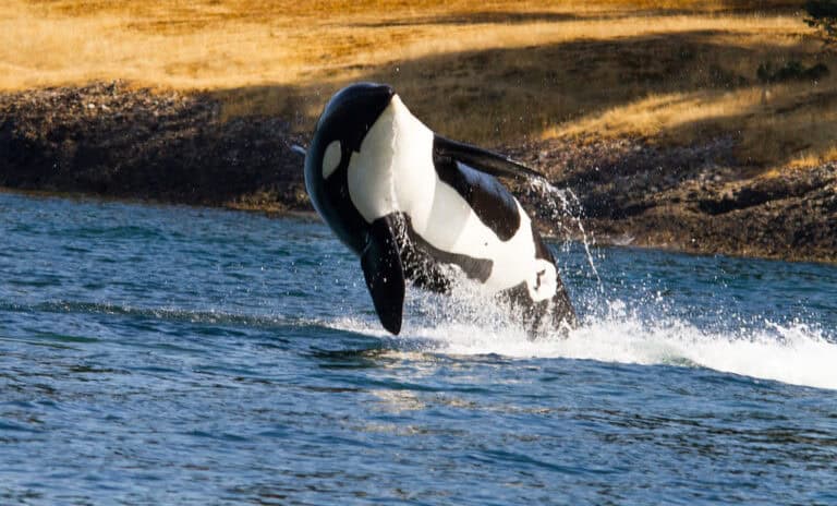 The Real Reason Orcas Are Called “Killer Whales”