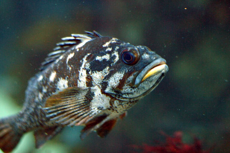 Do Fish Feel Pain? What Science Says About Seafood Ethics