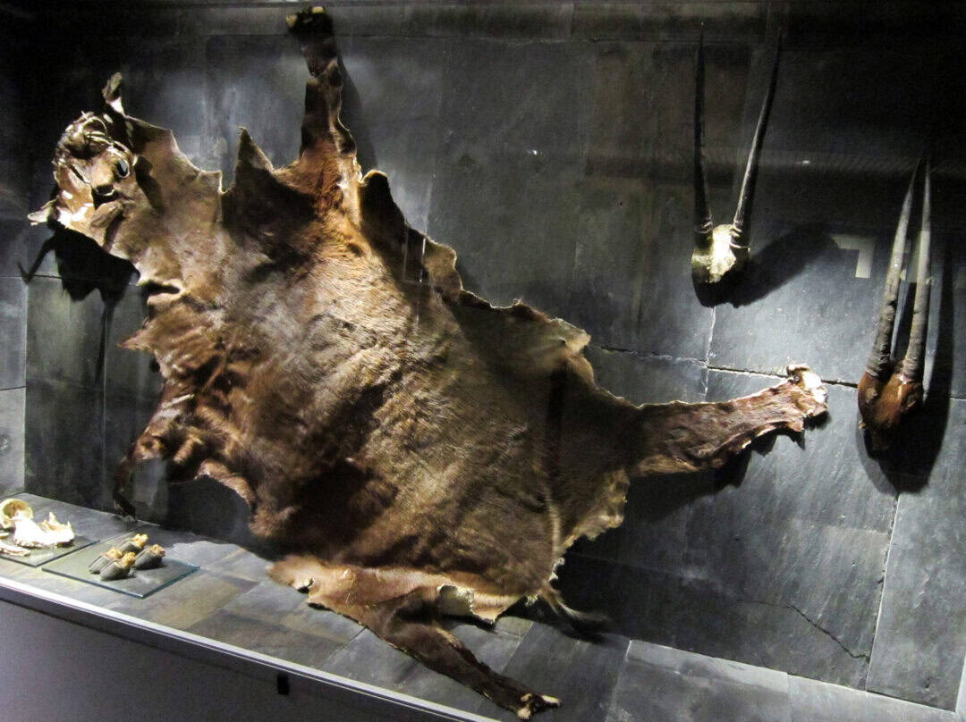 The Secret Life of the Saola: Asia’s Hidden "Unicorn" - Animals Around ...